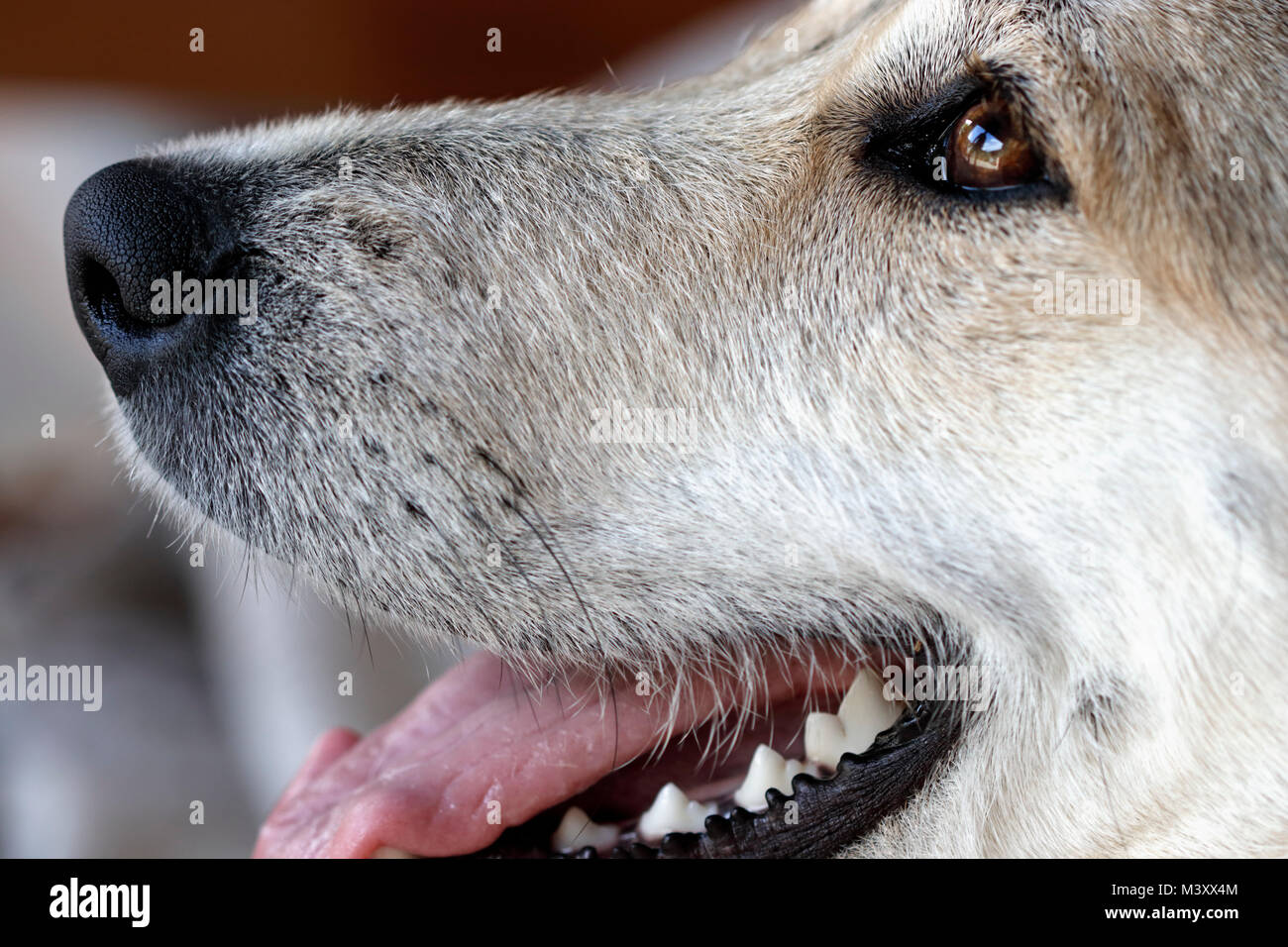 Close up of a dog Stock Photo - Alamy