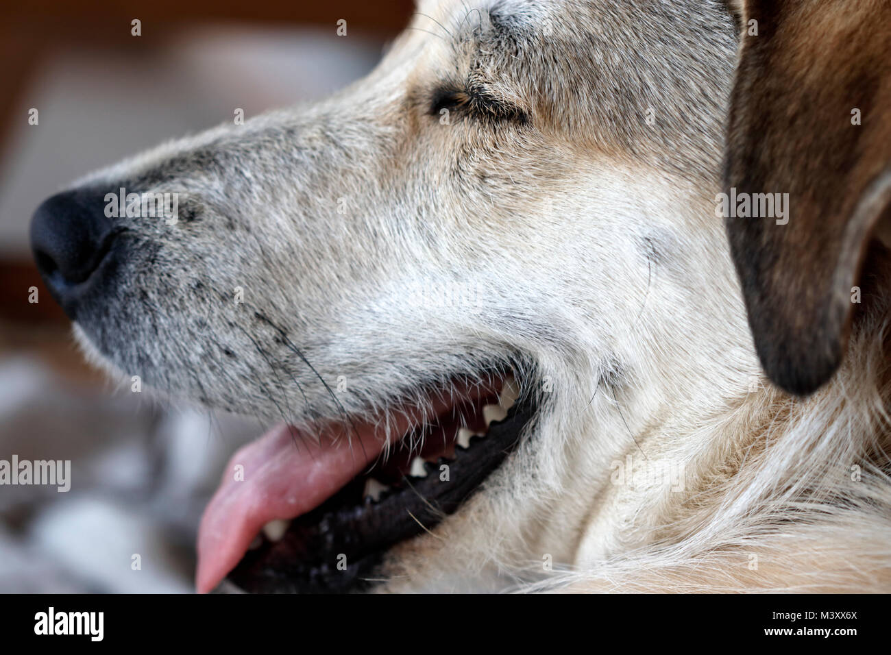 Close up of a dog with closed eyes Stock Photo - Alamy