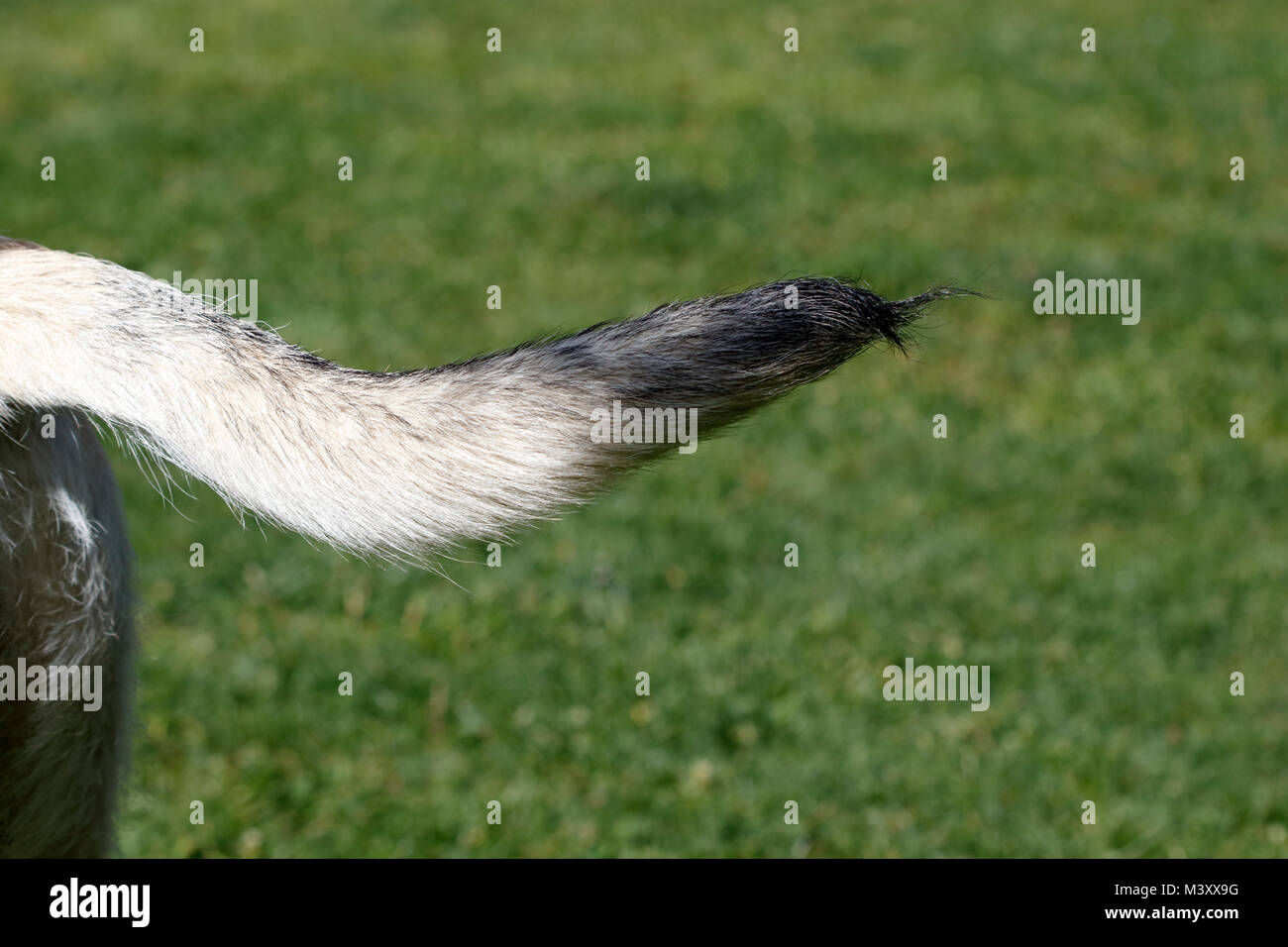 Dog tail side view hi-res stock photography and images - Alamy
