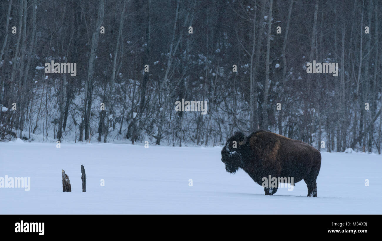 Bison standing on a frozen lake through deep snow in a blizzard, Elk ...