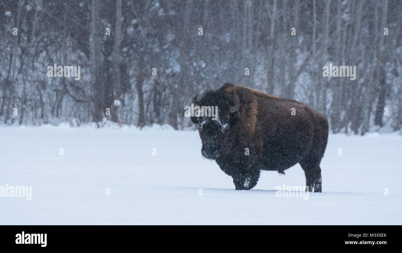 Bison standing on a frozen lake through deep snow in a blizzard, Elk ...
