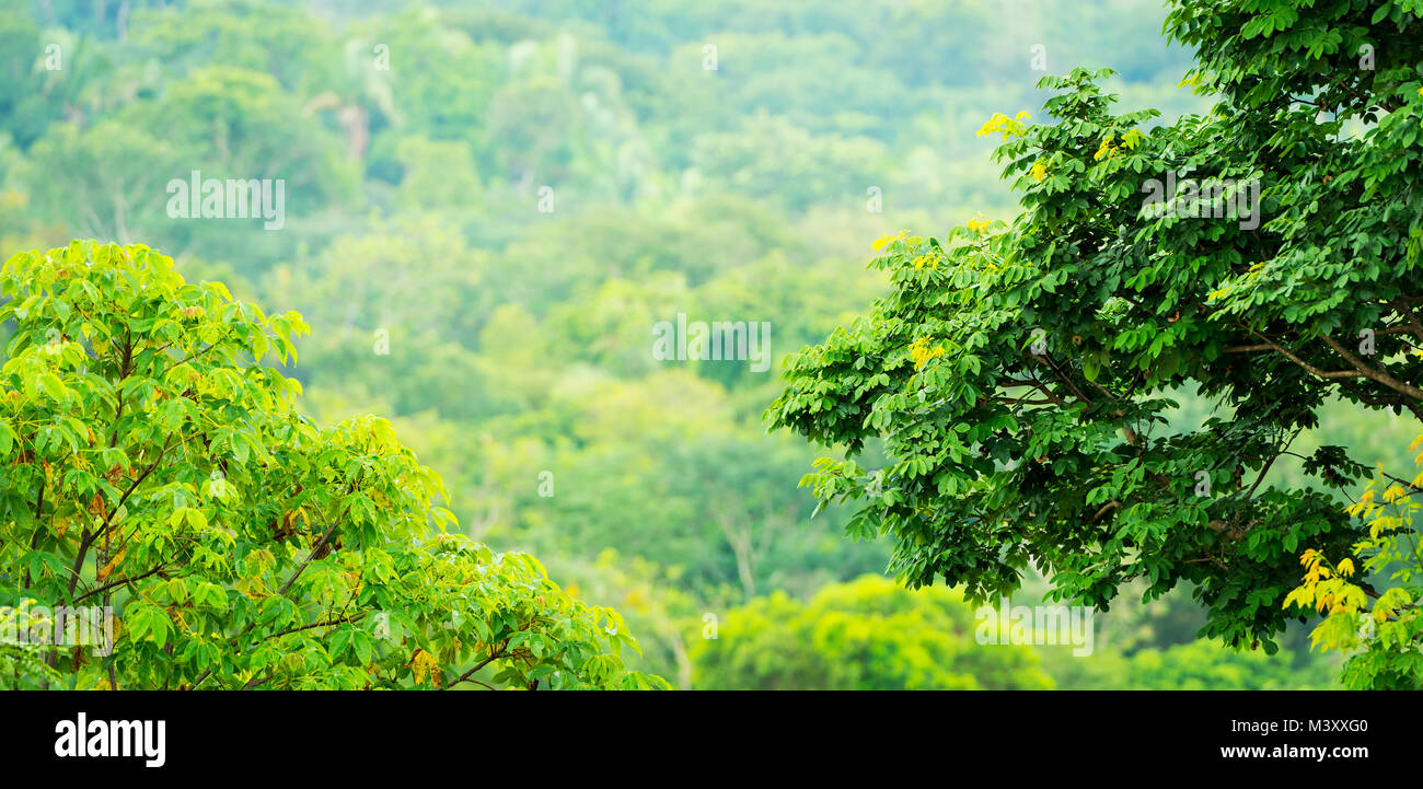 Green jungle view through trees with copy space Stock Photo - Alamy