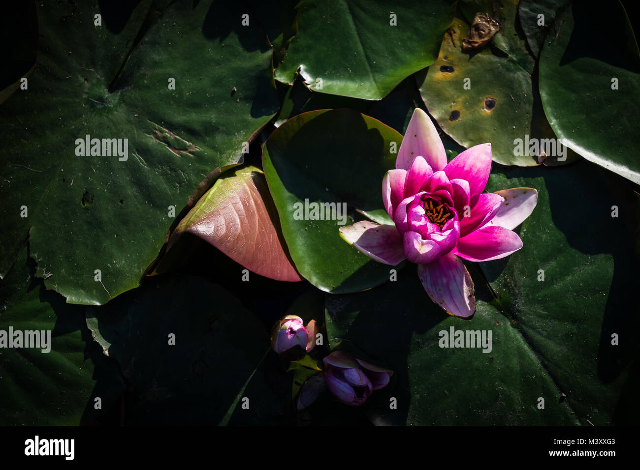 Picture of lotus flower hi-res stock photography and images - Alamy