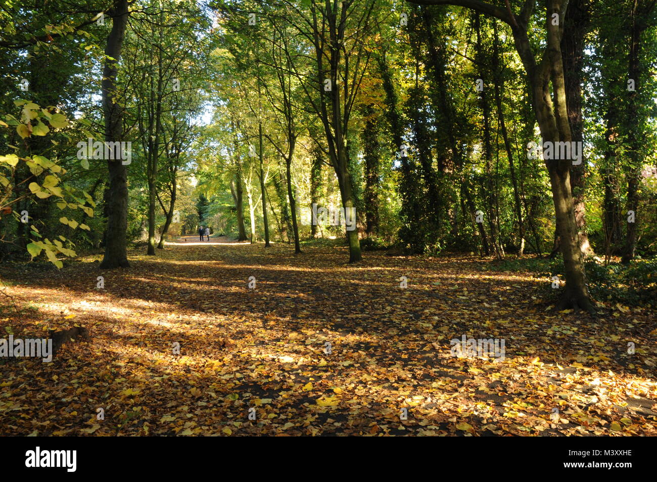 Sunny woodland walk hi-res stock photography and images - Alamy