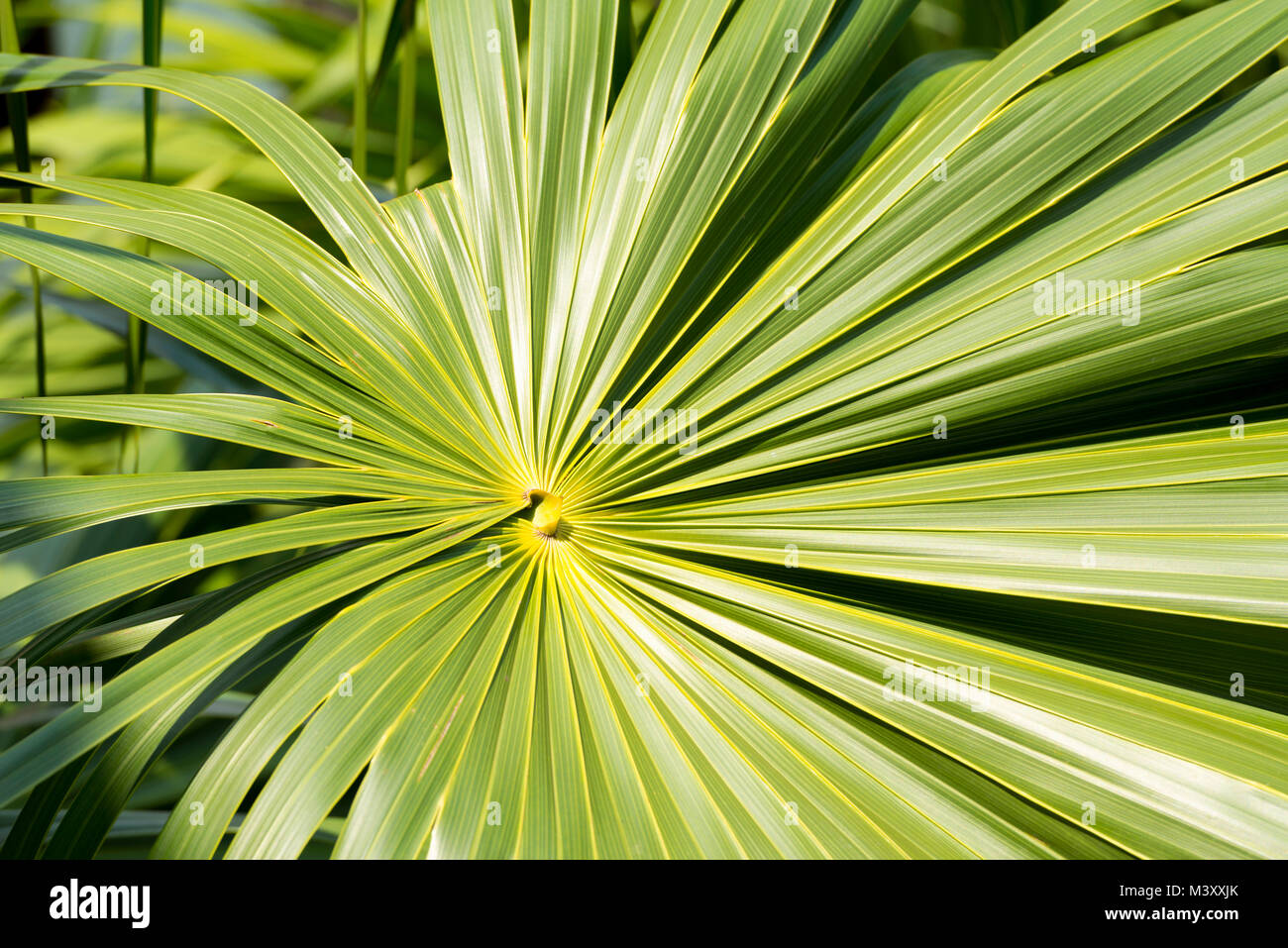 Green leaves fan out forming a background Stock Photo - Alamy