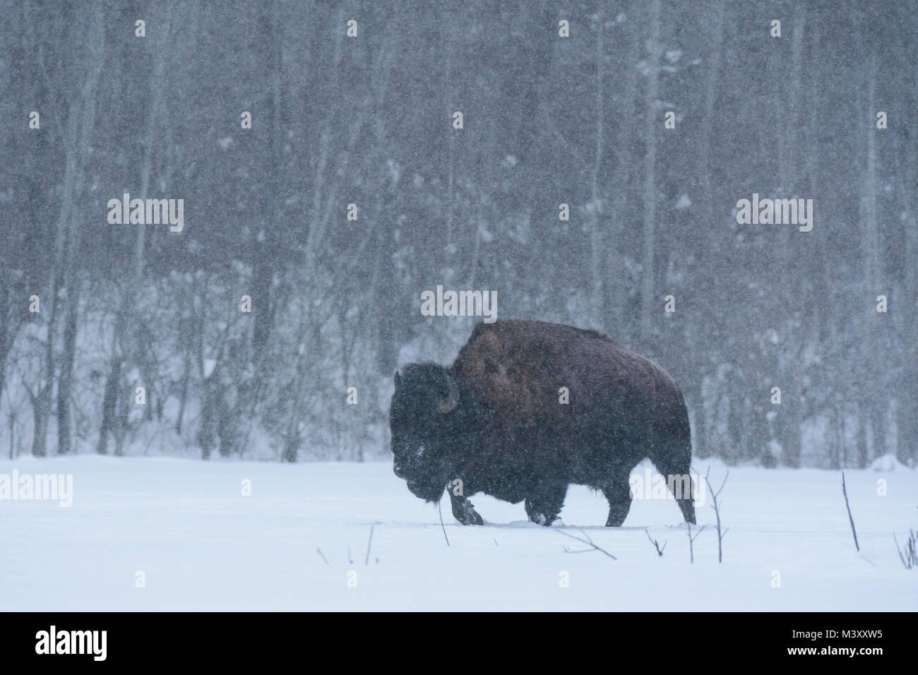 Buffalo storm hi-res stock photography and images - Alamy