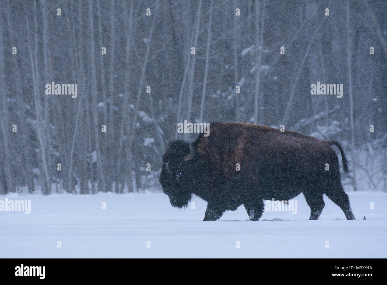 Bison in a snow storm hi-res stock photography and images - Alamy