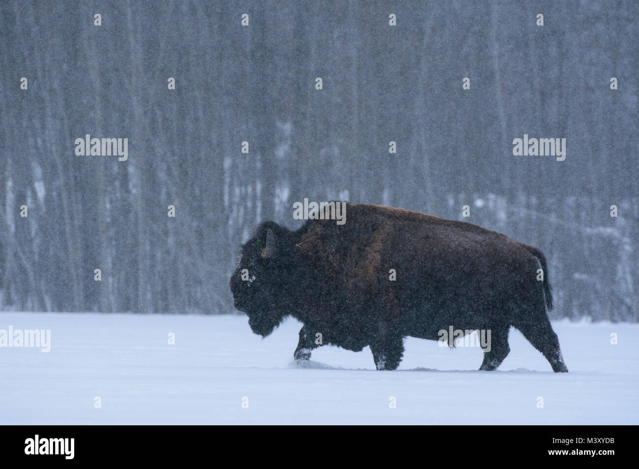 Bison walking across a frozen lake through deep snow in a blizzard, Elk ...