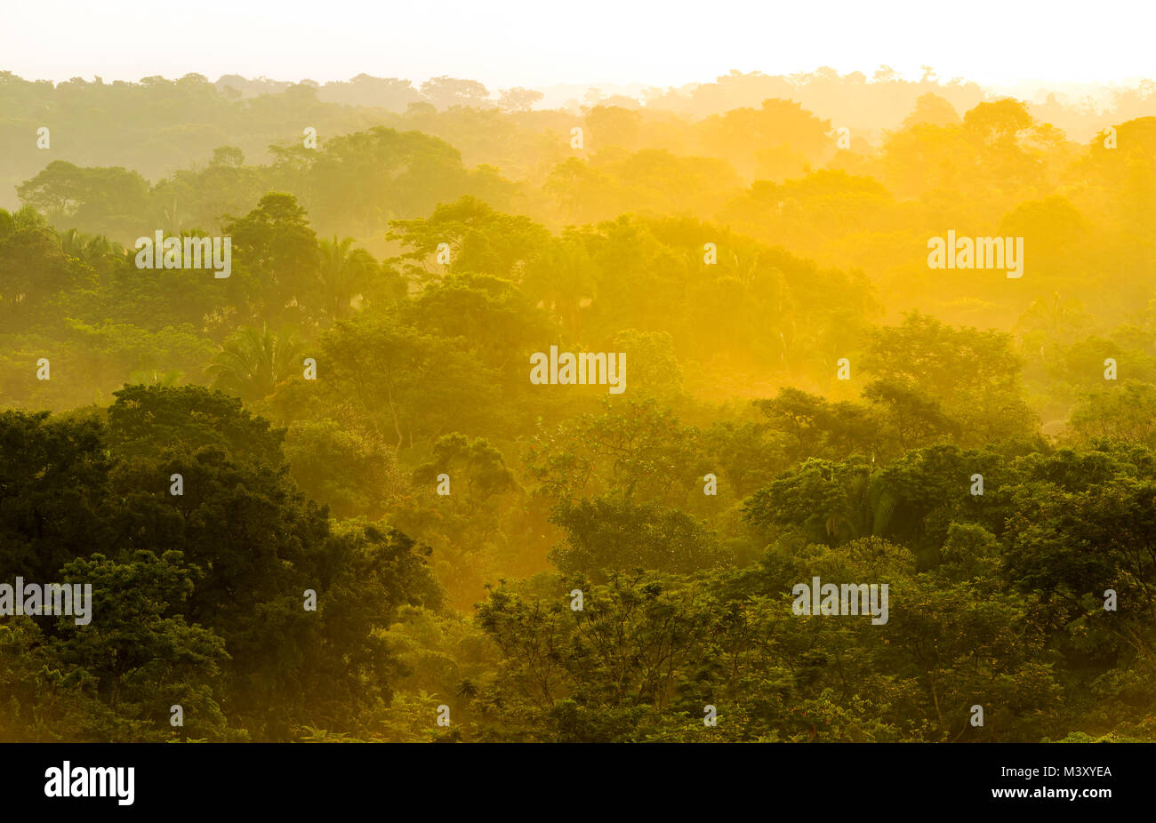 Jungle treetops hi-res stock photography and images - Alamy
