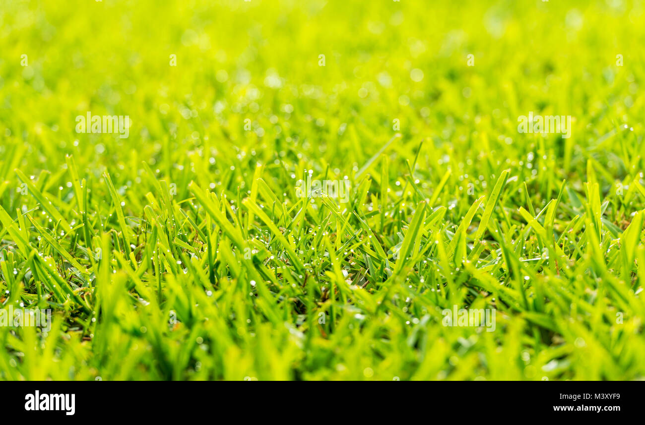 Green grass lawn with fresh morning dew drops in sunlight Stock Photo ...