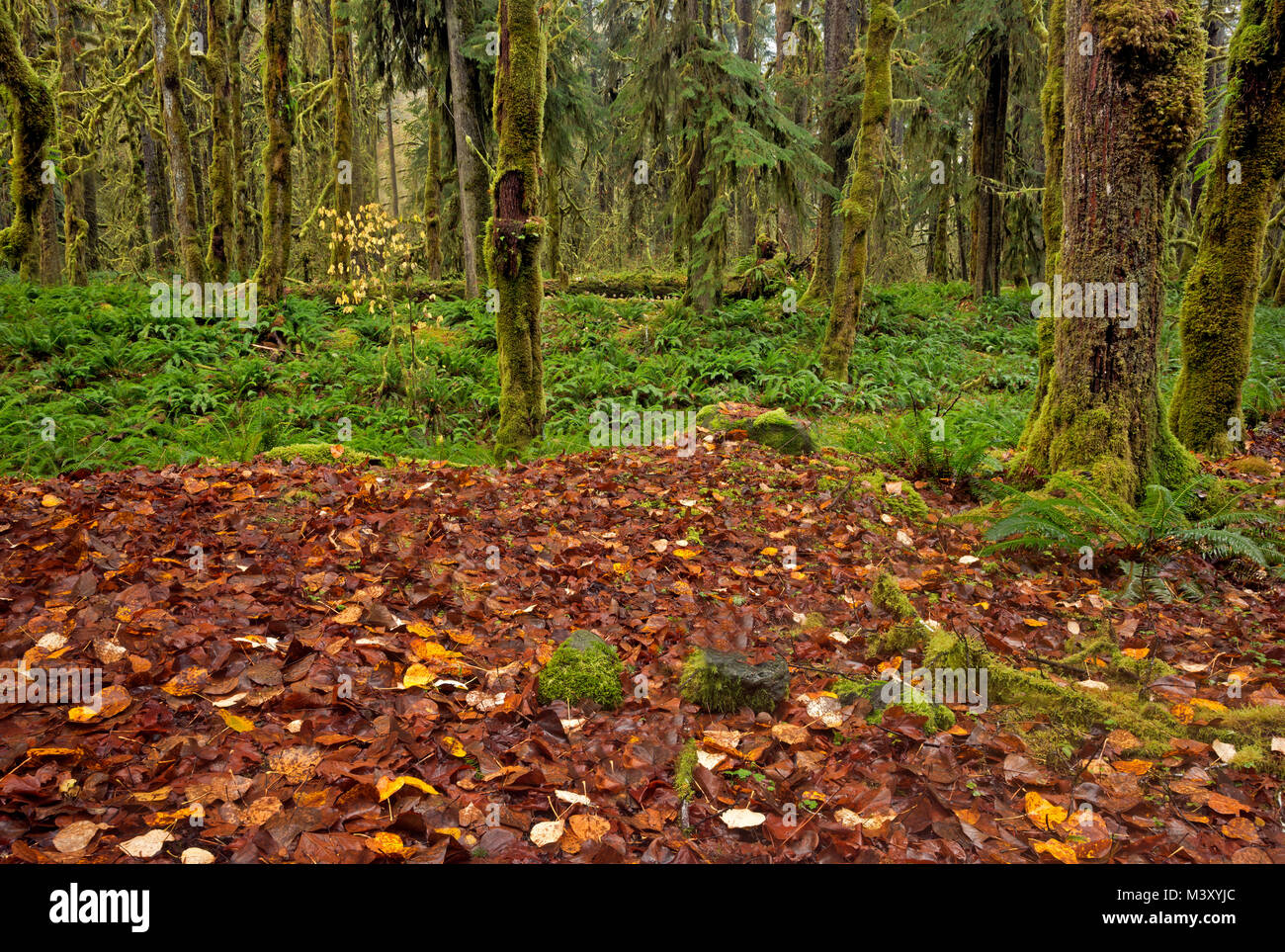 Rain forest ground cover hi-res stock photography and images - Alamy