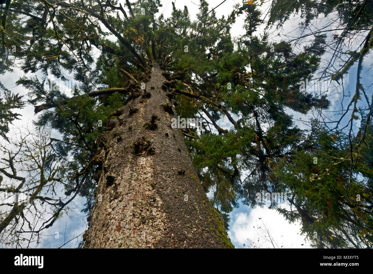Sitka spruce tree hi-res stock photography and images - Alamy