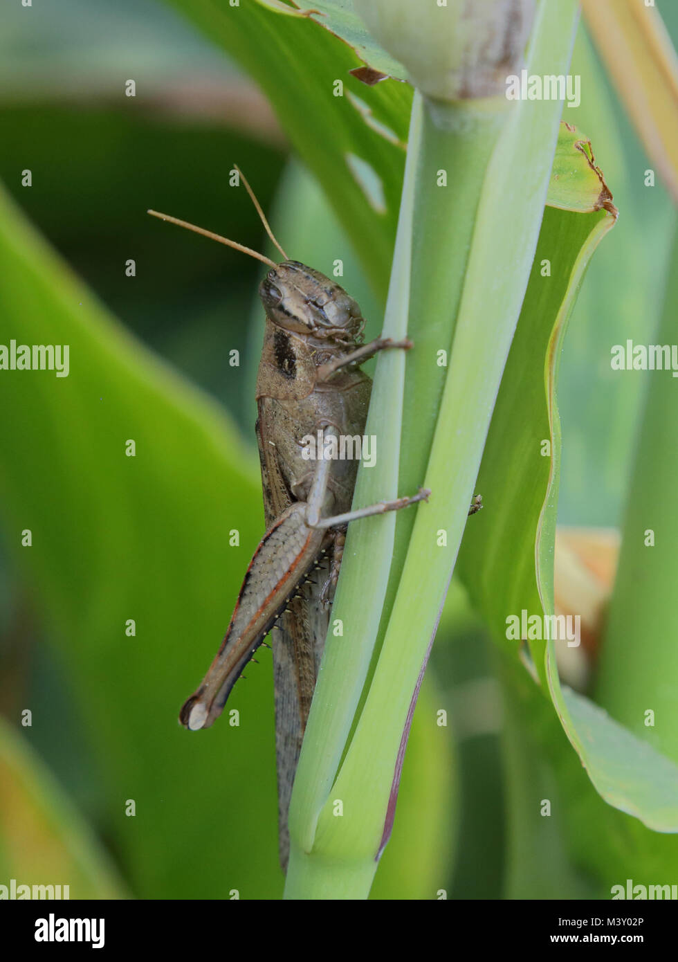 American grasshopper hi-res stock photography and images - Alamy