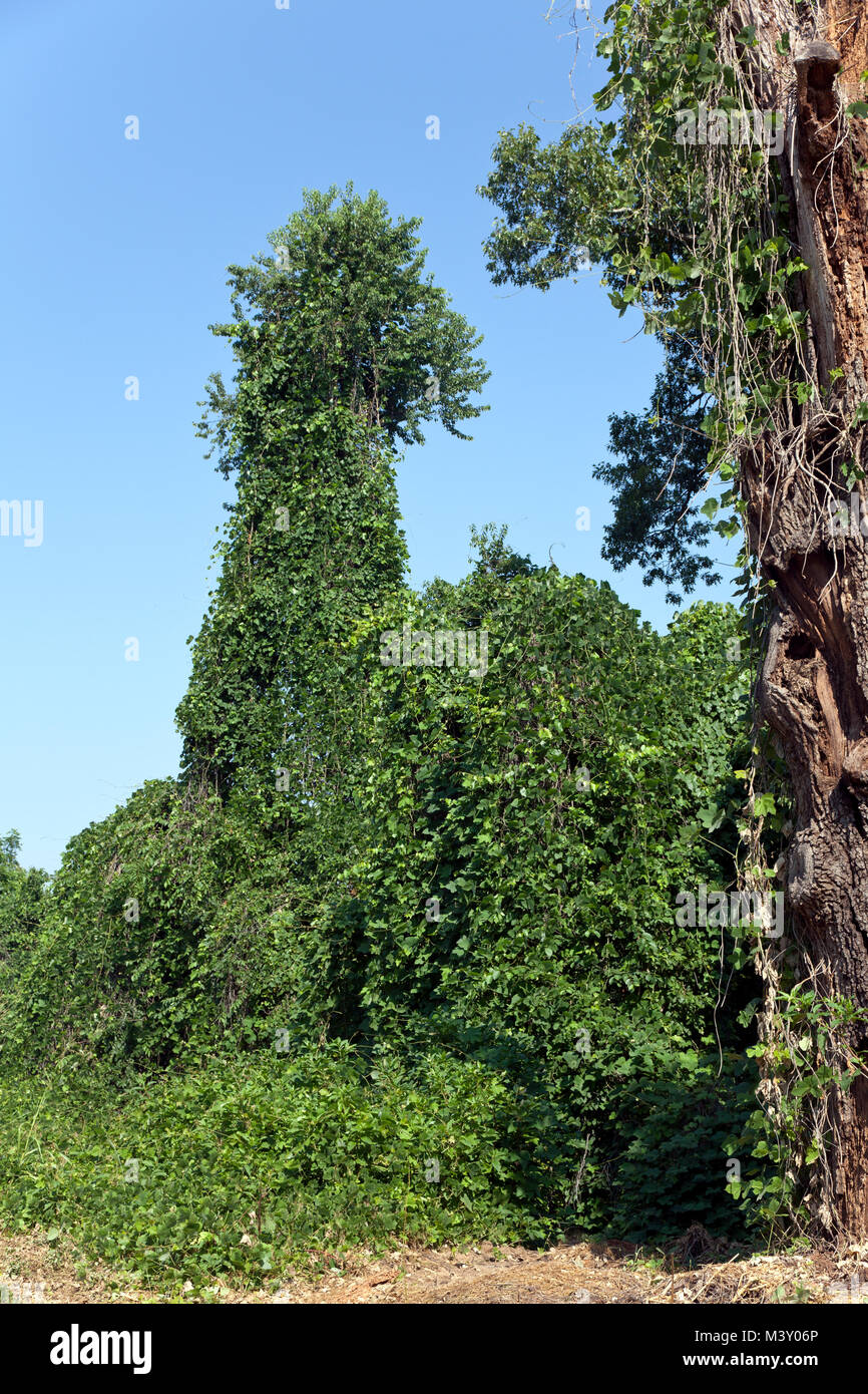 Kudzu -- "the vine that ate the south" -- blankets roadside foliage ...