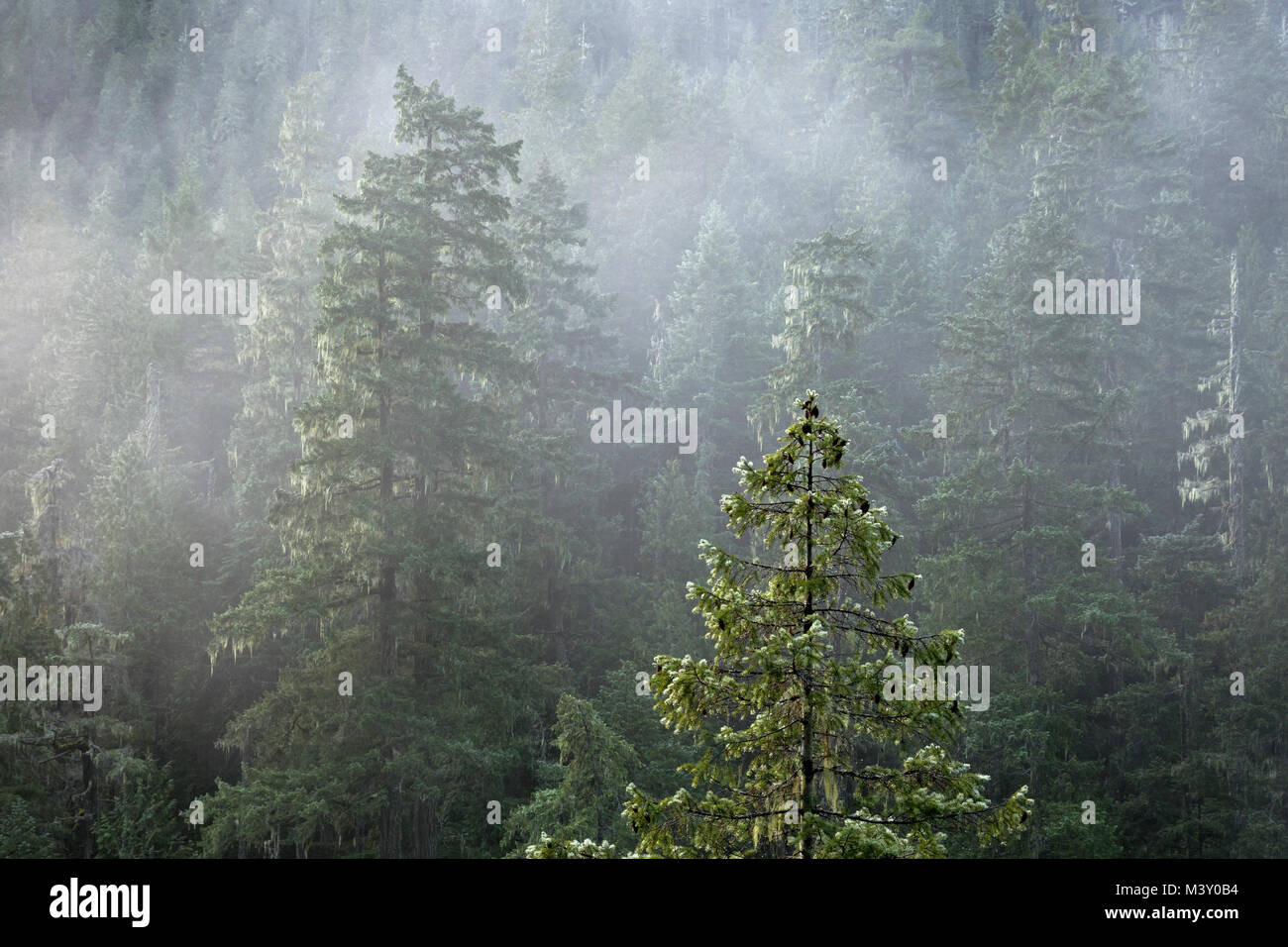 Dosewallips hi-res stock photography and images - Alamy