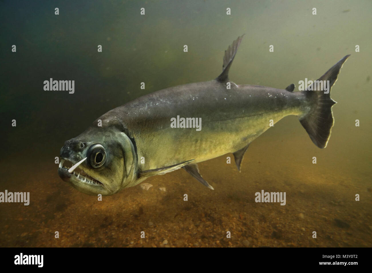 Fresh Water Basins High Resolution Stock Photography and Images - Alamy