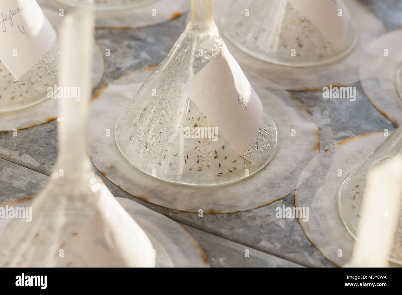 Seeds on germination table close up Stock Photo - Alamy
