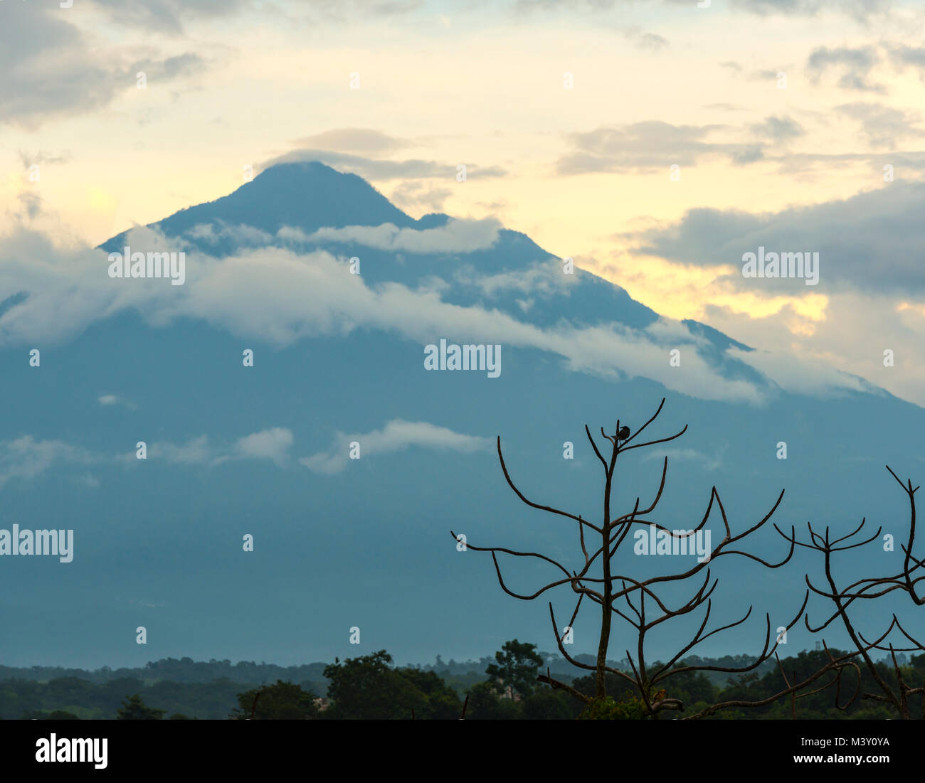 Tajumulco Volcano in Guatemala with bird silhouetted in a tree Stock ...