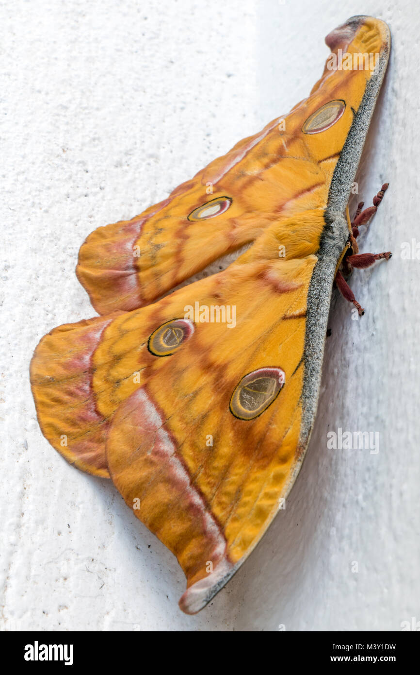 Tussar silk moth ( Antheraea paphia ) relax on the white wall, Luang ...