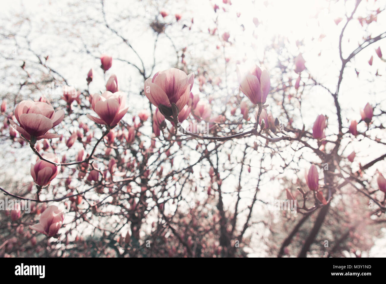 Magnolia trees, Botanical Garden spring atmosphere, good mood Stock ...