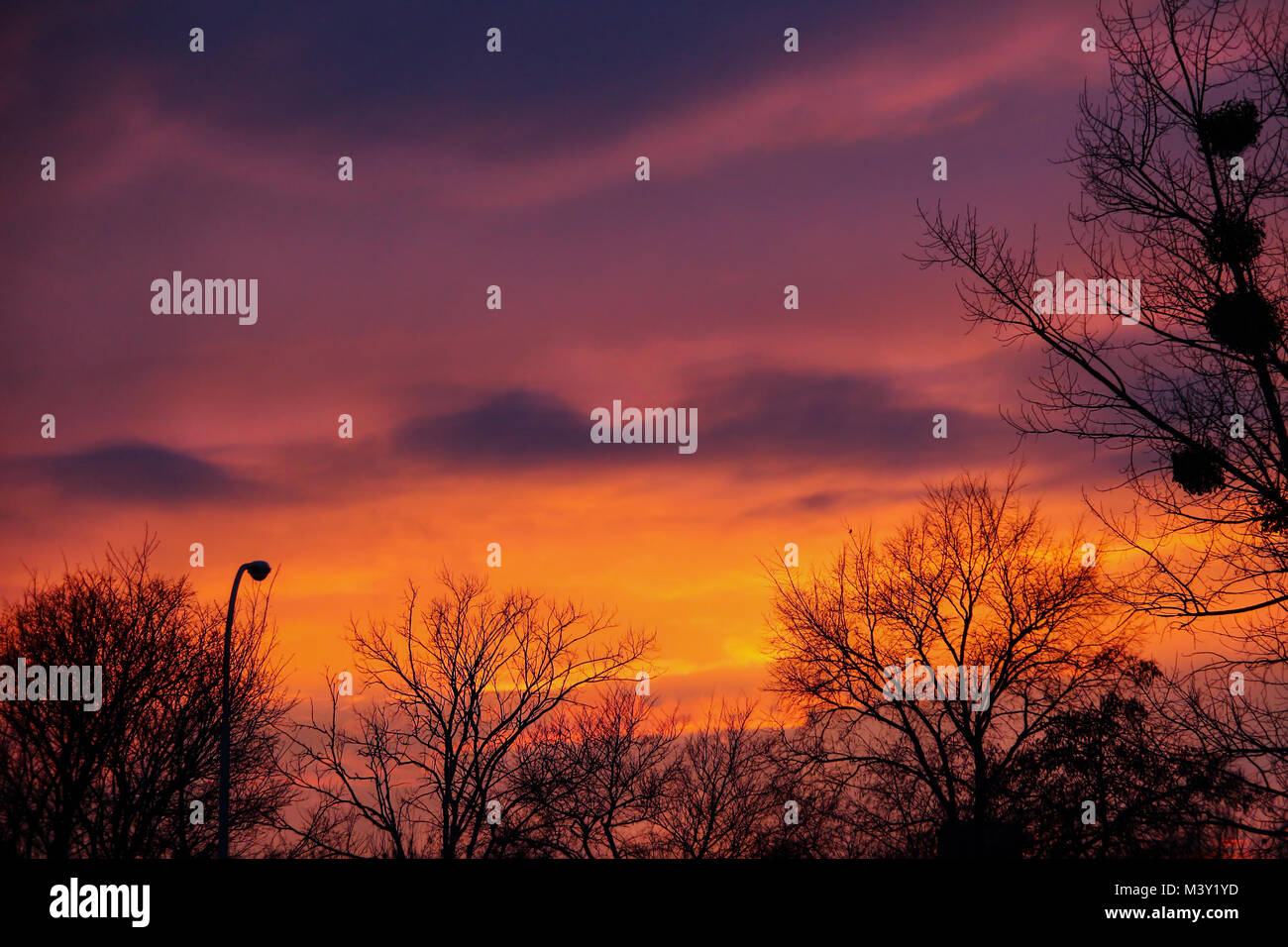 very beautiful sunset in the park, colorful, trees Stock Photo - Alamy