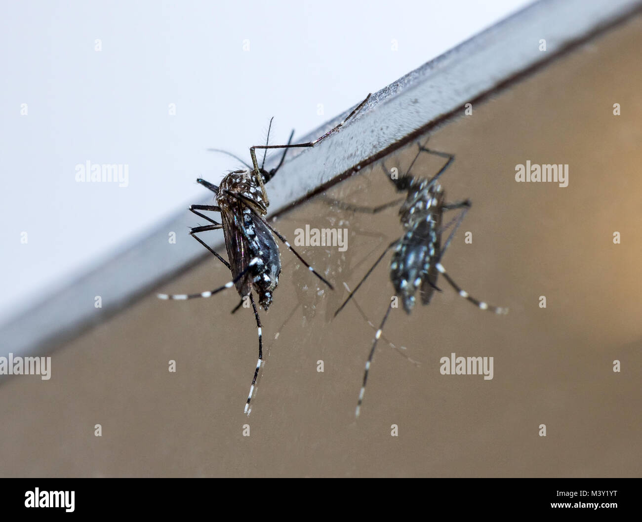 Mosquito mirror hi-res stock photography and images - Alamy