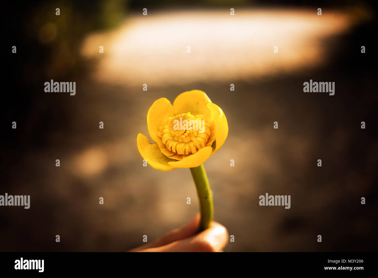 Beautiful flower in hand Stock Photo - Alamy