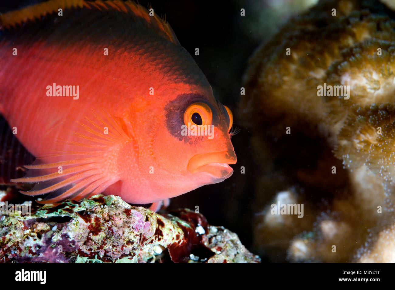 Hawkfish Stock Photos & Hawkfish Stock Images - Alamy