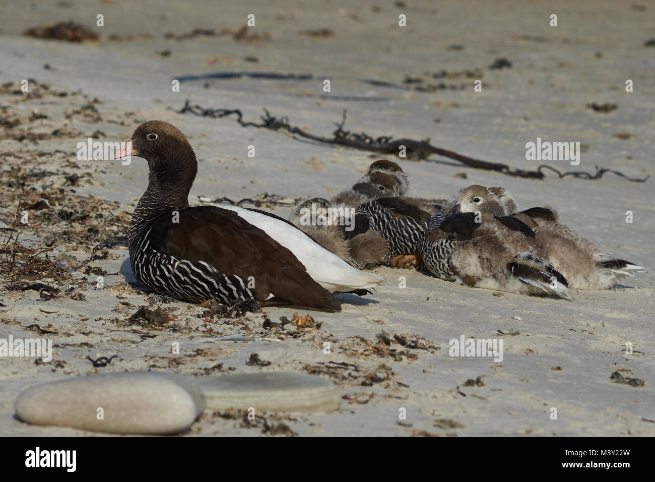 Female Kelp Goose (Chloephaga hybrida malvinarum) with a brood of goslings on the rocky coast of ...