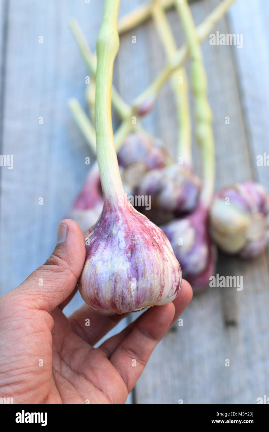 Freshly harvested Allium sativum or known as garlic bulbs on wooden ...