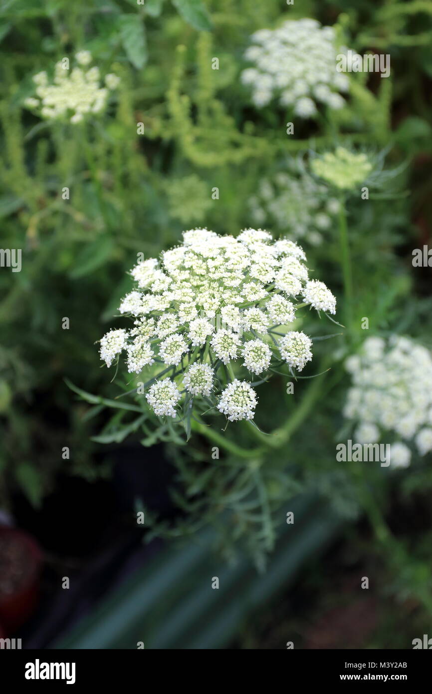 Close up of carrot flowers Stock Photo - Alamy