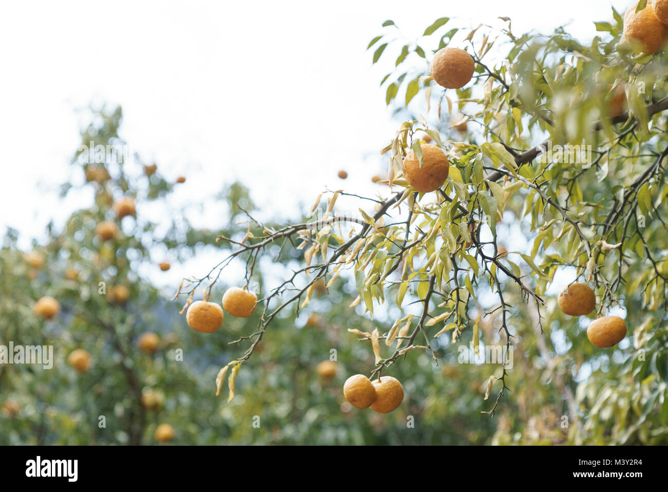 Yuzu in harvest, Akiruno City, Tokyo, Japan Stock Photo - Alamy