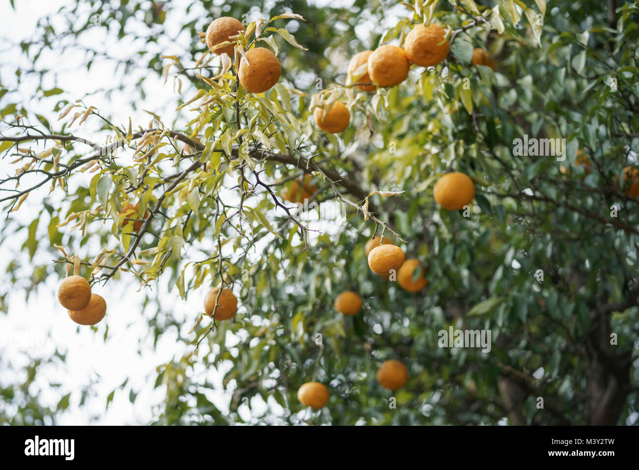 Yuzu in harvest, Akiruno City, Tokyo, Japan Stock Photo - Alamy