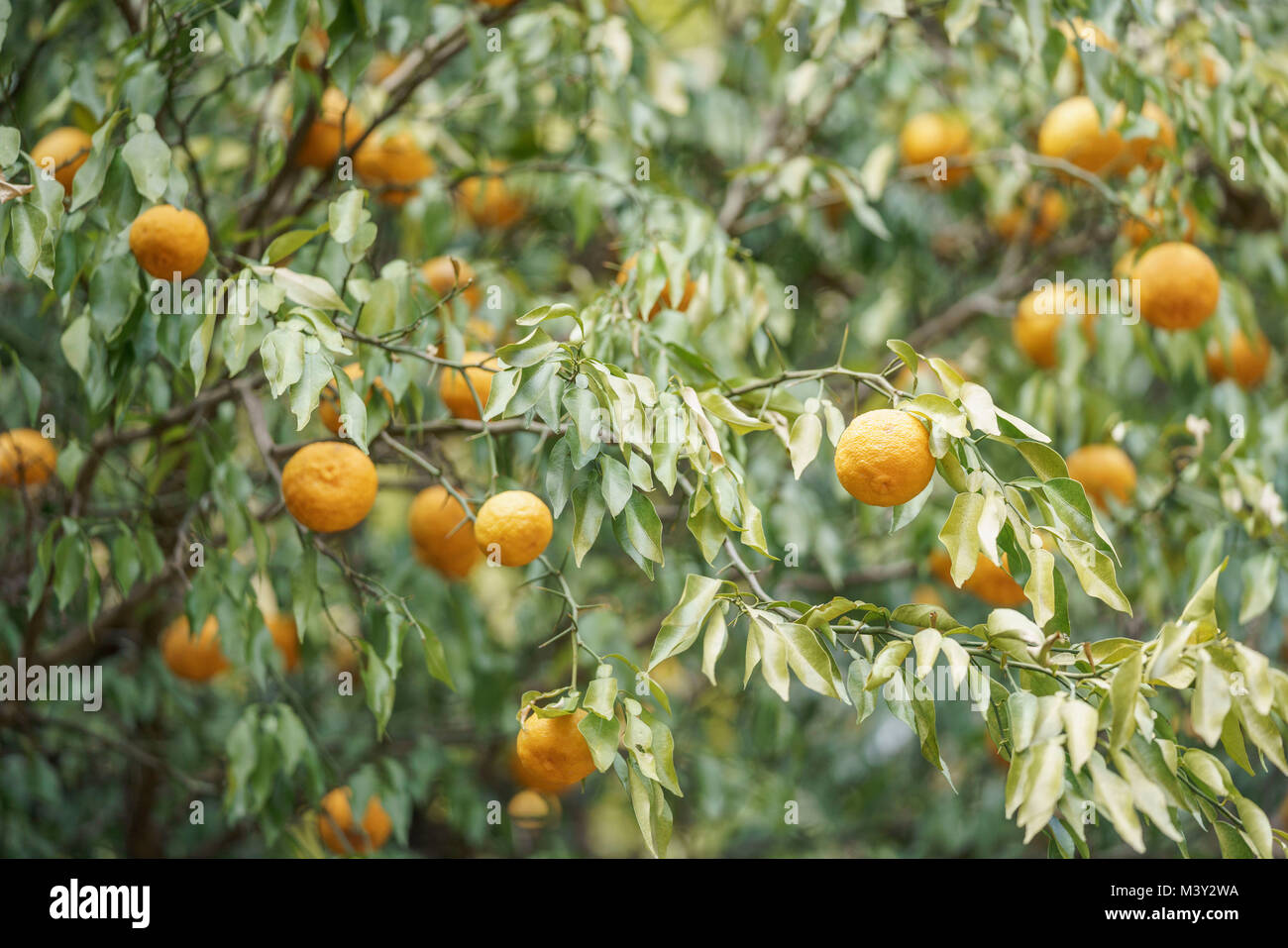 Yuzu in harvest, Akiruno City, Tokyo, Japan Stock Photo - Alamy