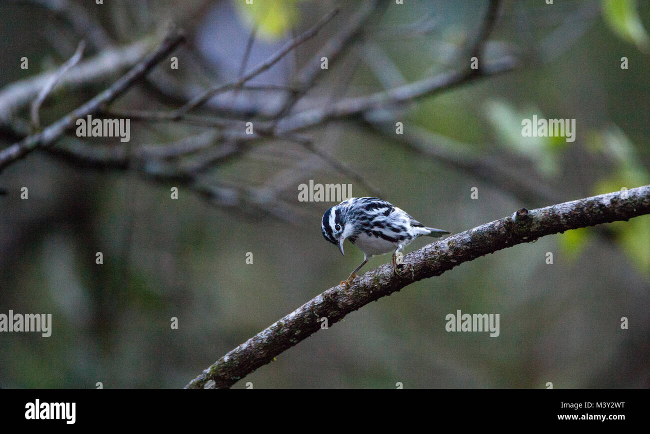White striped warbler hi-res stock photography and images - Alamy