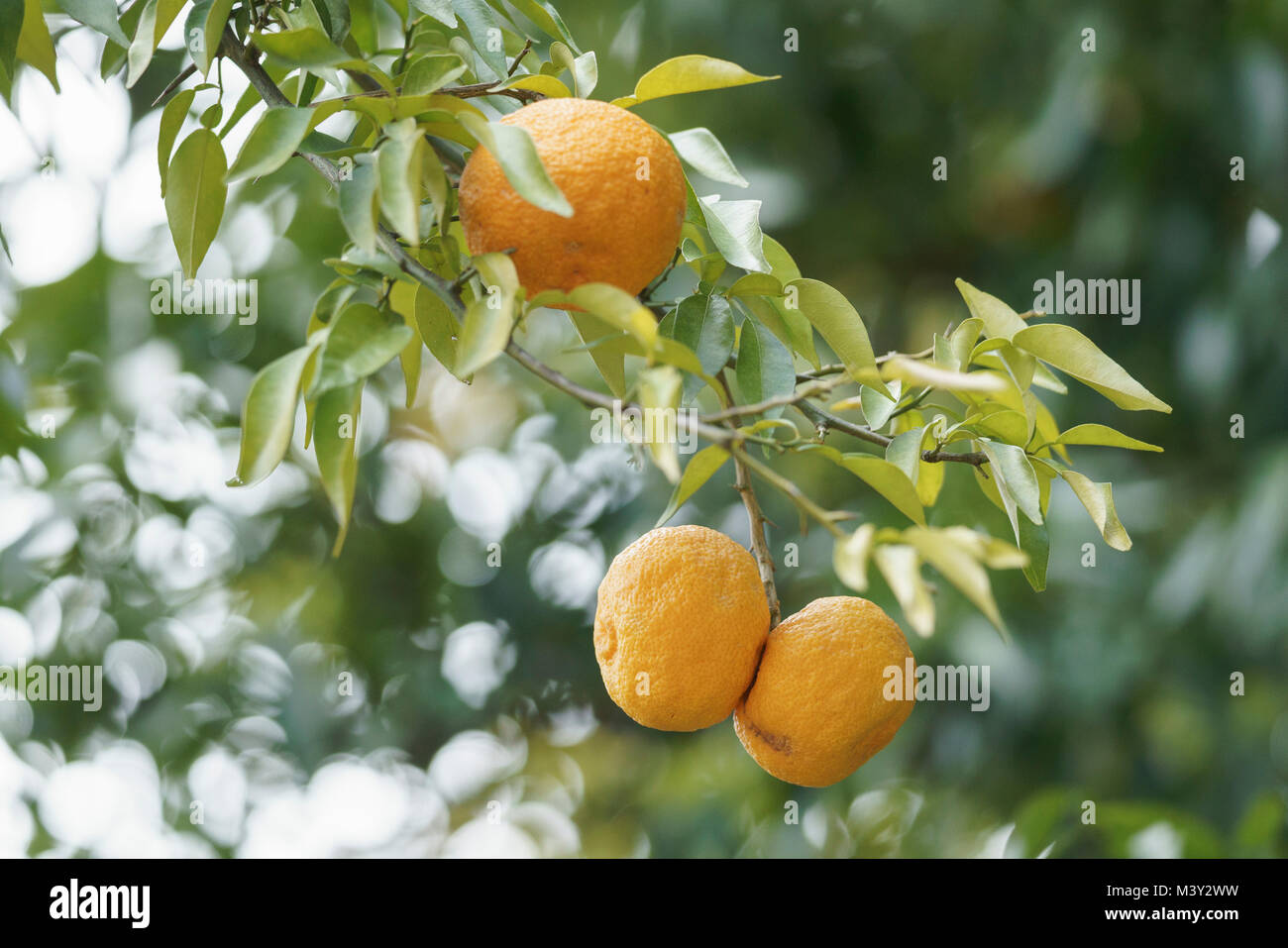 Yuzu in harvest, Akiruno City, Tokyo, Japan Stock Photo - Alamy