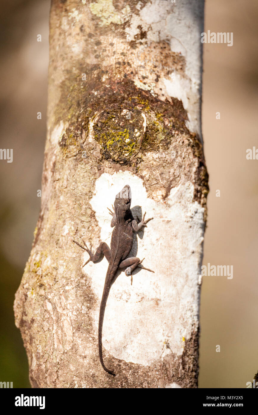 A brown anole lizard in florida hi-res stock photography and images - Alamy