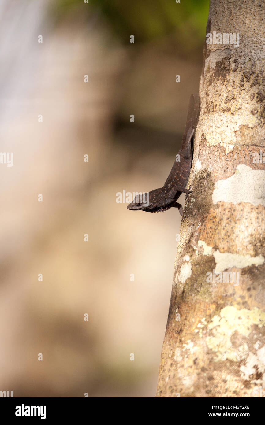 A brown anole lizard in florida hi-res stock photography and images - Alamy