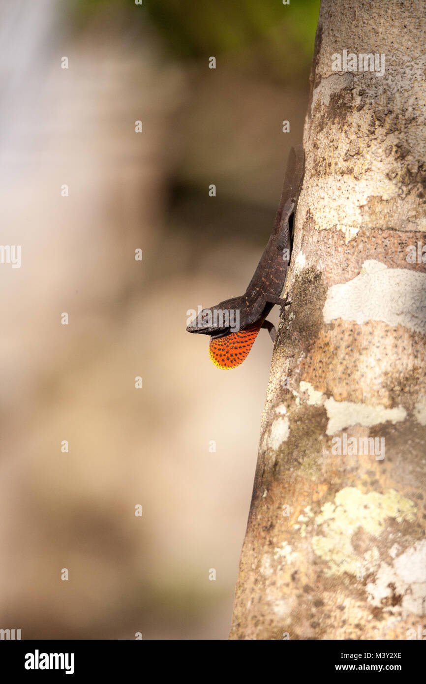 Black Brown anole lizard Anolis sagrei climbs on a tree and alternates ...