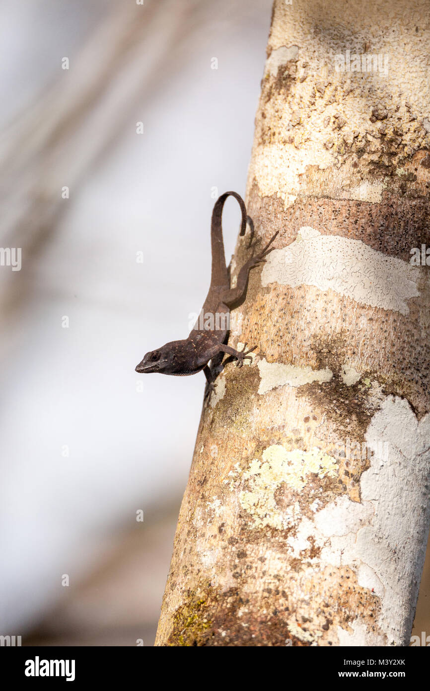 Black Brown anole lizard Anolis sagrei climbs on a tree and alternates ...