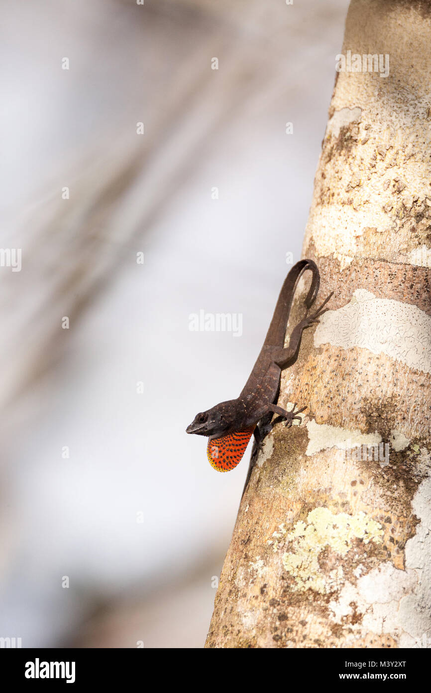 Black Brown anole lizard Anolis sagrei climbs on a tree and alternates ...