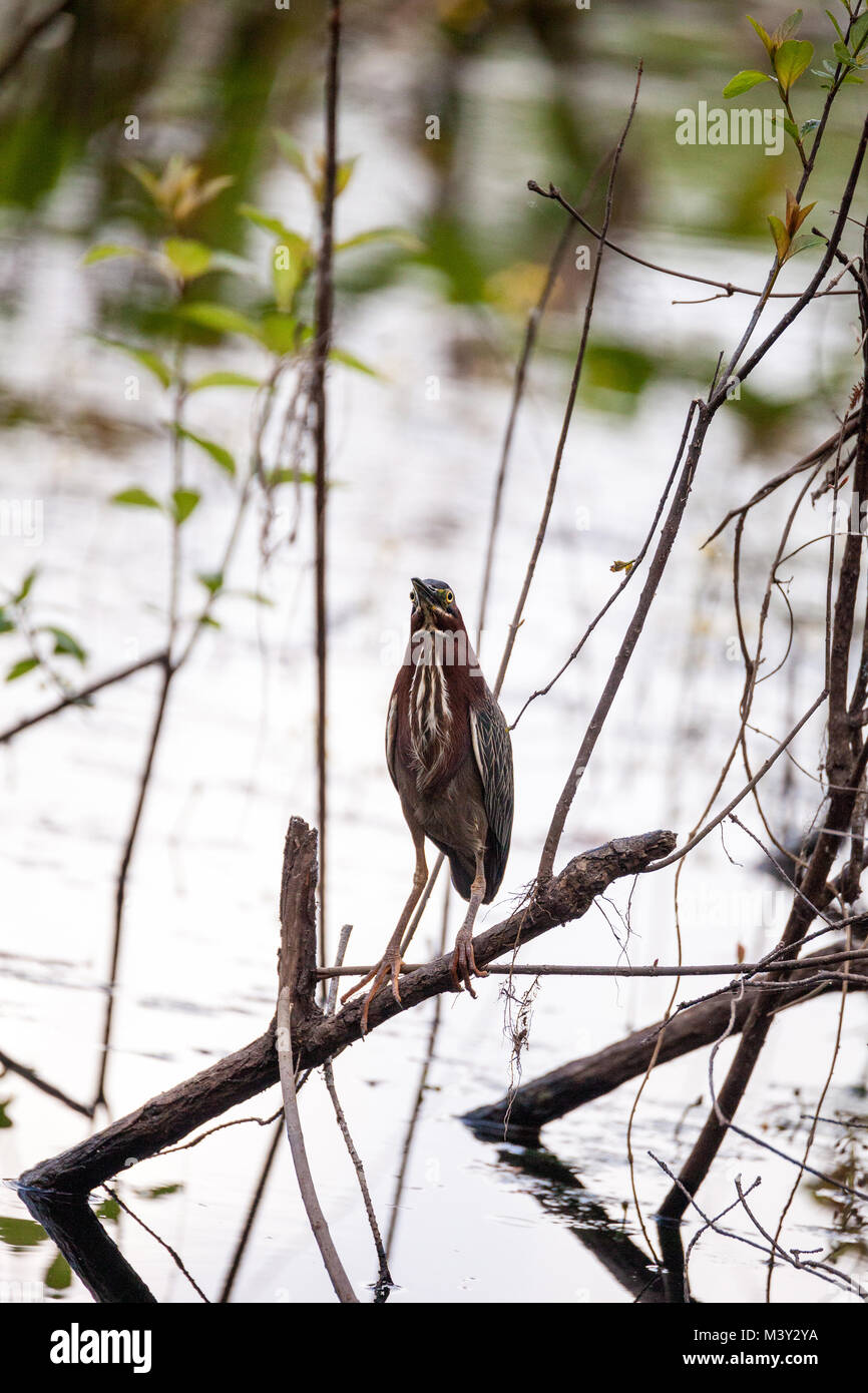 Green heron Butorides virescens hunts in a pond in the Corkscrew Swamp ...