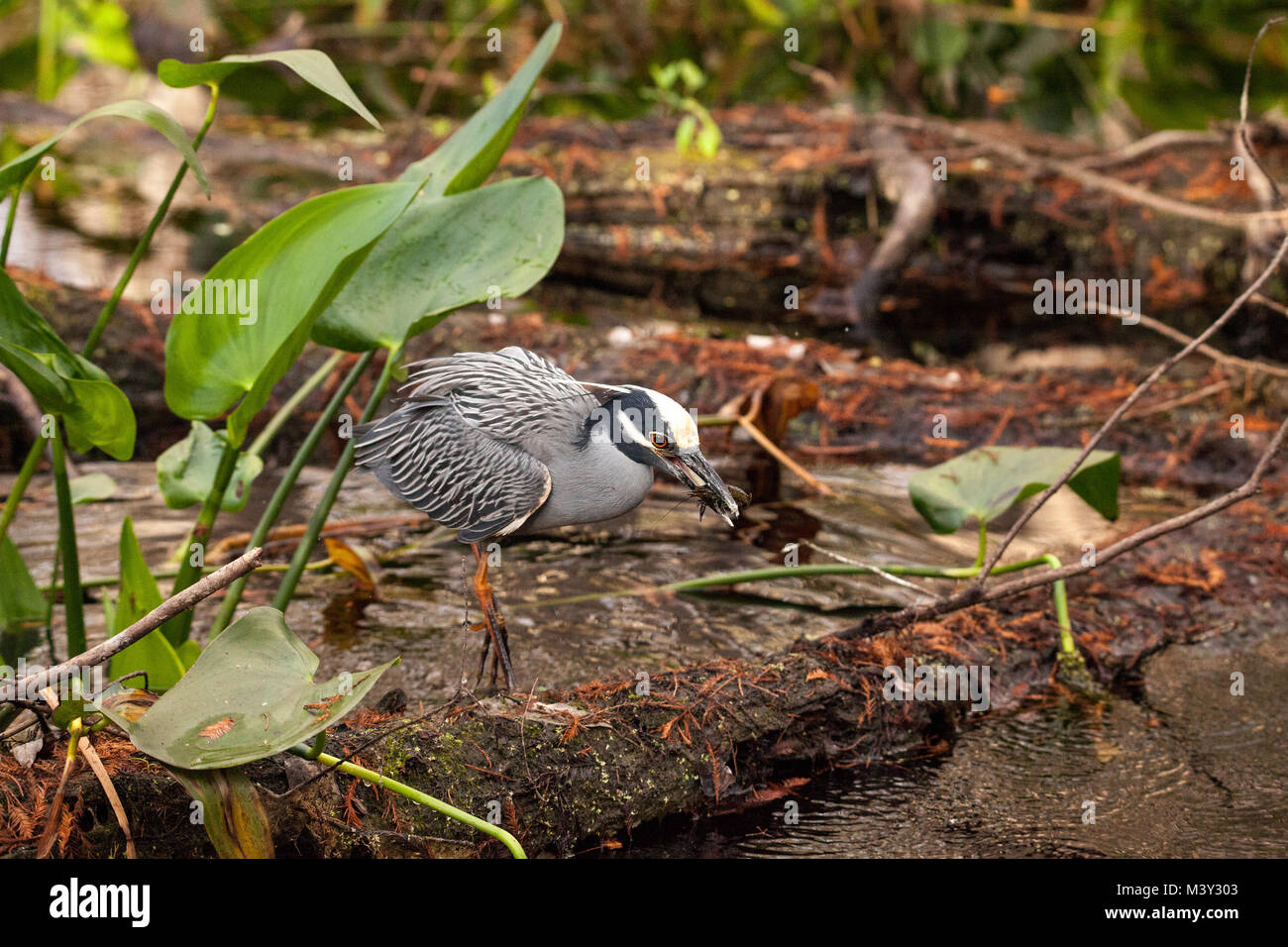 Black-crowned night heron shorebird Nycticorax nycticorax with a ...