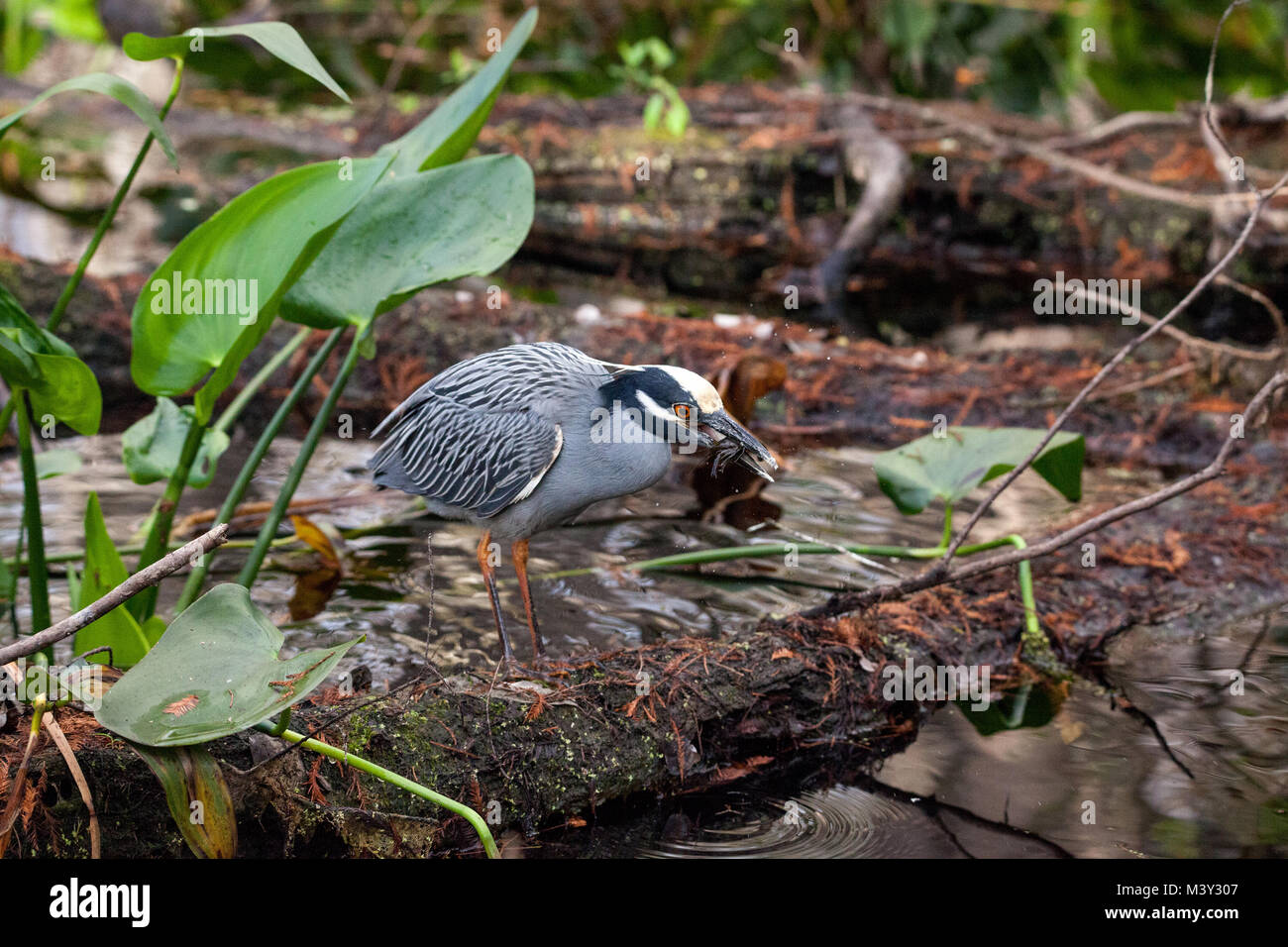 Black-crowned night heron shorebird Nycticorax nycticorax with a ...