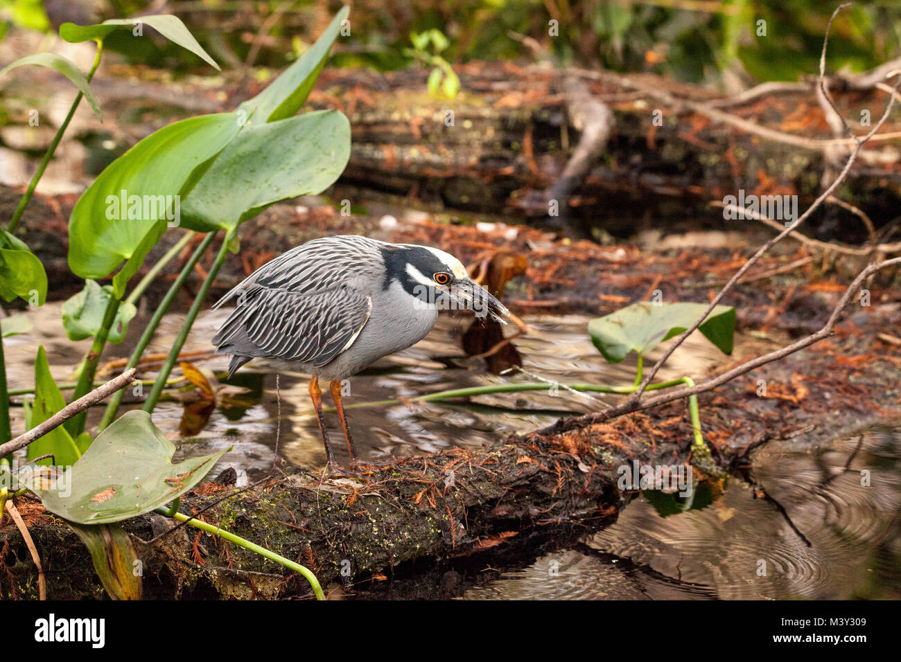 Black-crowned night heron shorebird Nycticorax nycticorax with a ...