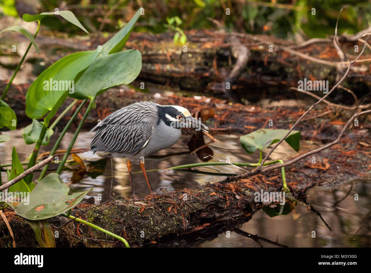 Black-crowned night heron shorebird Nycticorax nycticorax with a ...