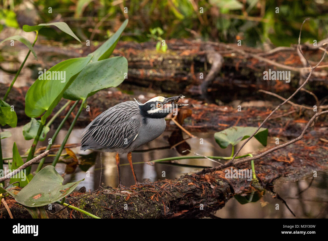Black-crowned night heron shorebird Nycticorax nycticorax with a ...