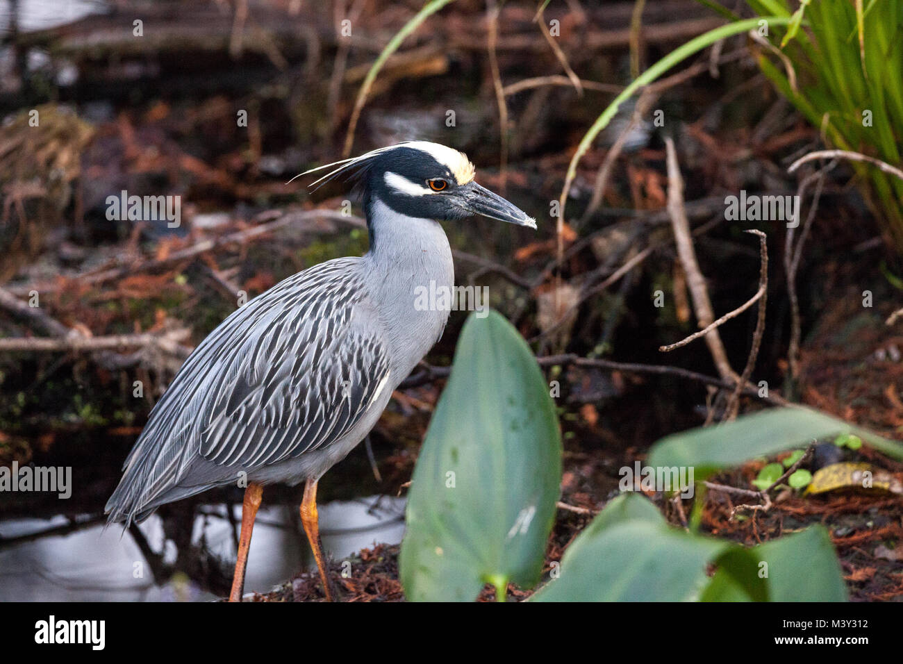Still Black-crowned night heron shorebird Nycticorax nycticorax hunts ...