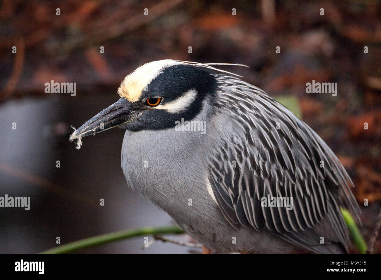 Still Black-crowned night heron shorebird Nycticorax nycticorax hunts ...