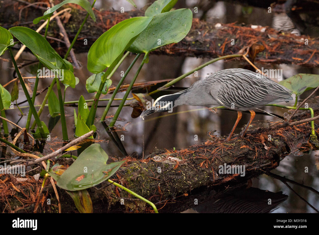 Still Black-crowned night heron shorebird Nycticorax nycticorax hunts ...